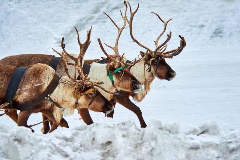 House with deer head stock image. Image of animals, wood - 104645147