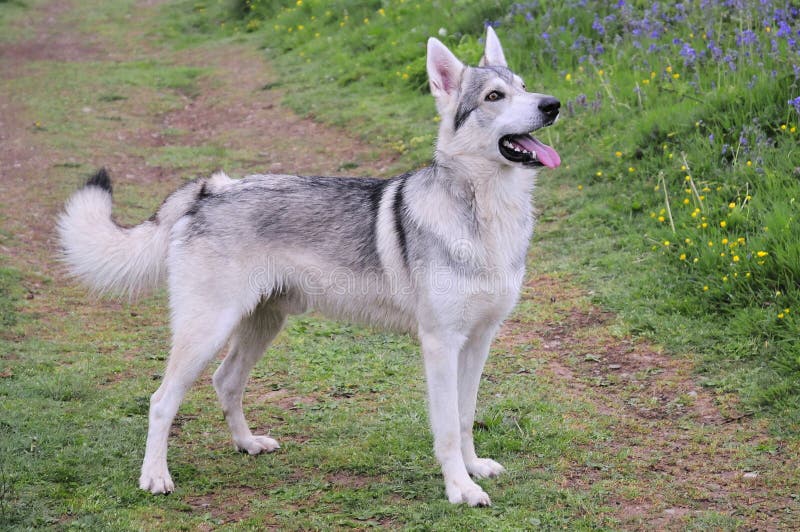 Northern Inuit, wolf dog stock photo. Image of wild, husky - 5200406