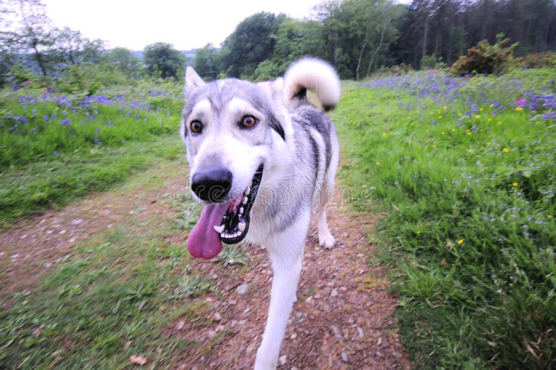 A northern inuit wolf dog stock photo. Image of inuit - 5200412