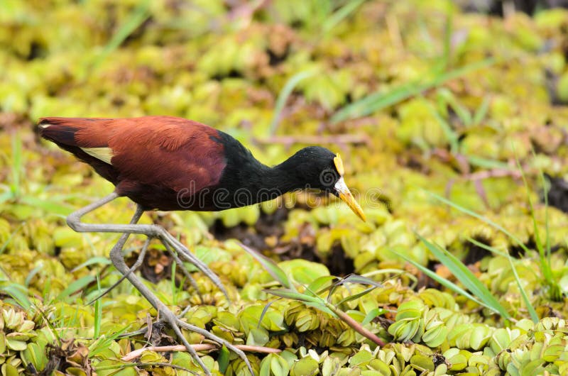 Northern Jacana, Jacana Spinosa, Wader Bird from Cista Rica. Bird with ...