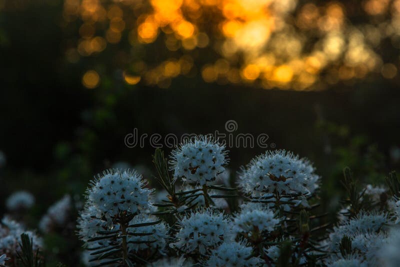 Northern Landscape: Juniper and Sunset. Stock Image - Image of branch ...