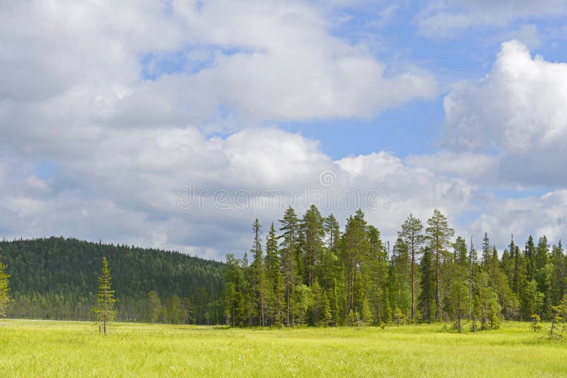 Northern Landscape with Marsh Stock Image - Image of scandinavia, north ...