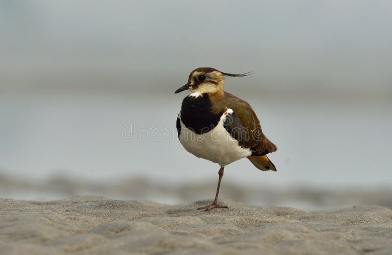 Northern Lapwing Also Known As the Peewit Imagen de archivo - Imagen de ...