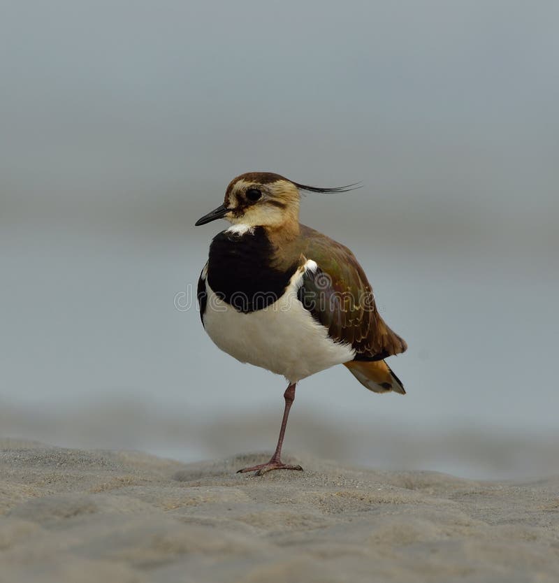 Northern Lapwing Also Known As the Peewit Foto de archivo - Imagen de ...