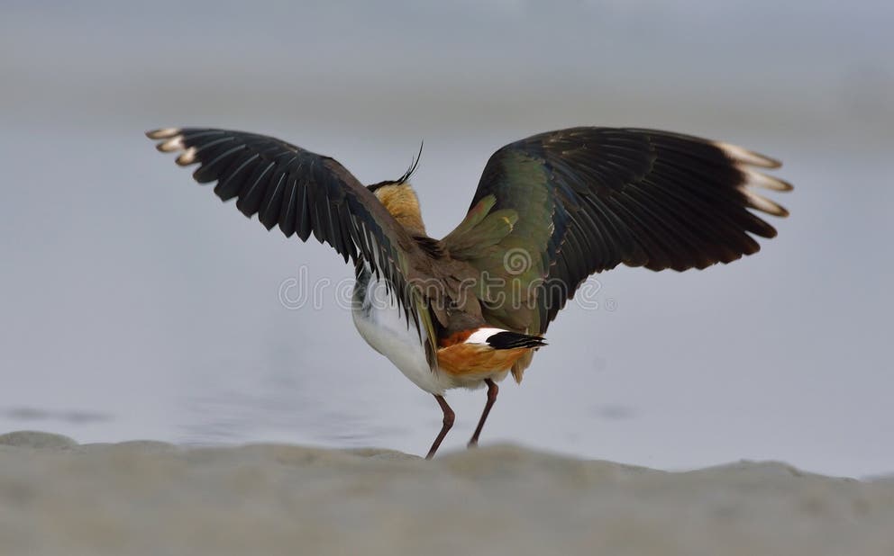 Northern Lapwing Also Known As the Peewit Foto de archivo - Imagen de ...