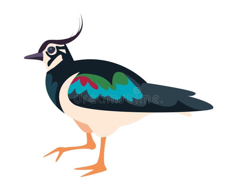 Northern lapwing bird stock vector. Illustration of shirebird - 328120717