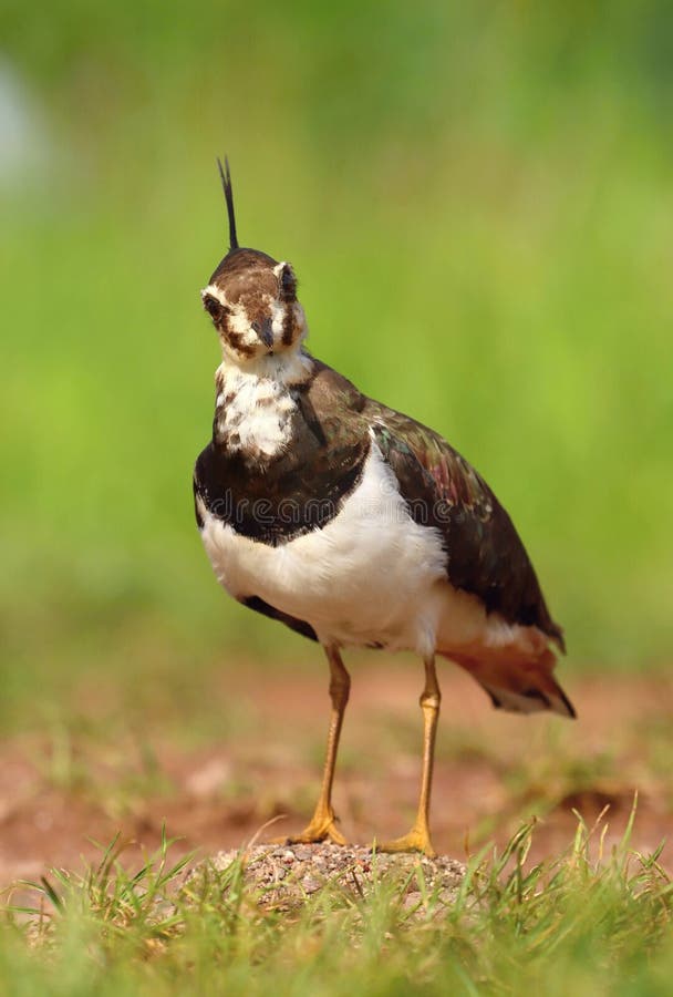The Northern Lapwing Female in Spring Stock Image - Image of vanellus ...