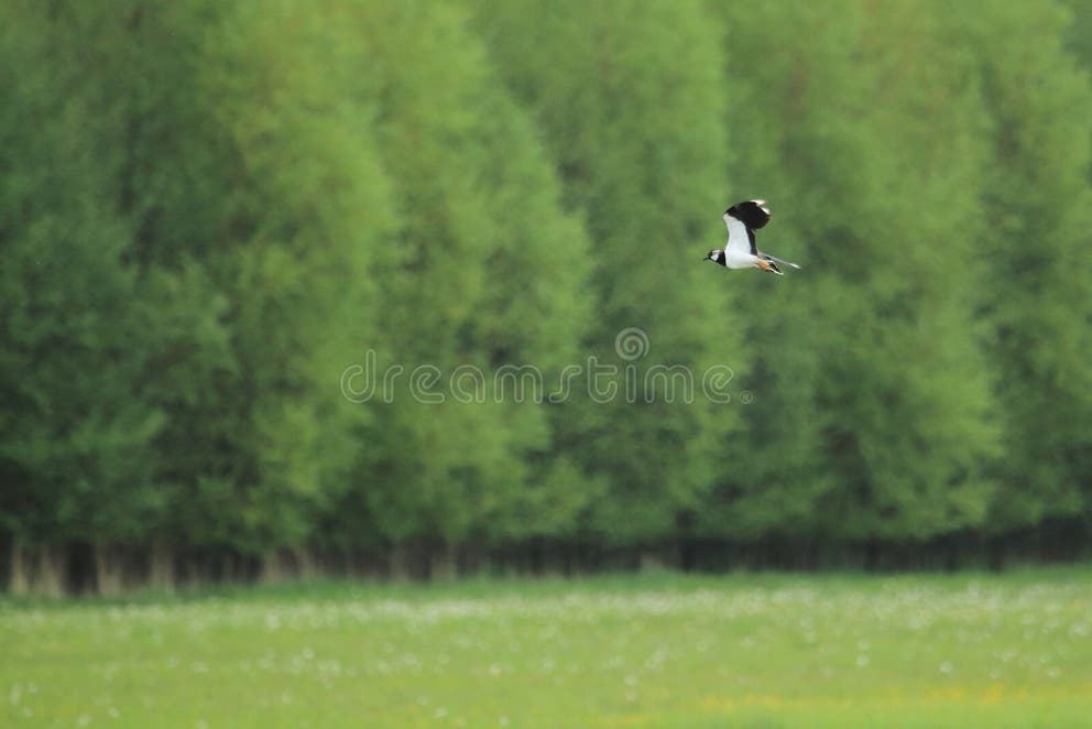 Northern lapwing in flight stock photo. Image of peewit - 219516498