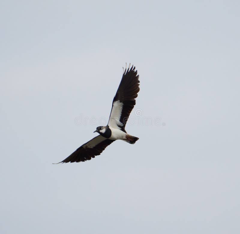 Northern lapwing in flight stock image. Image of black - 369262899