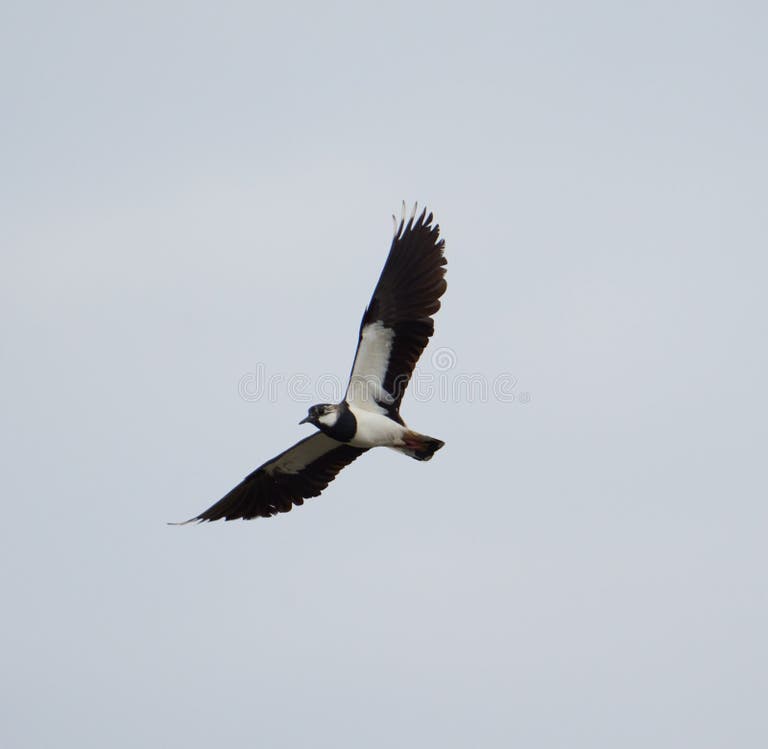 Northern lapwing in flight stock image. Image of black - 369262899