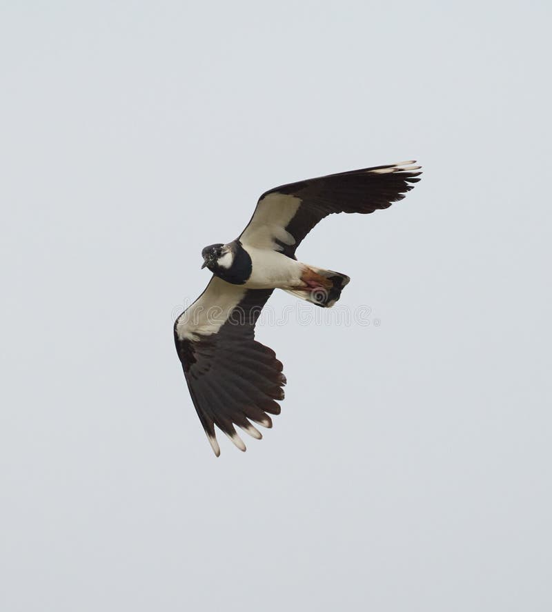 Northern lapwing in flight stock image. Image of flapping - 369262905