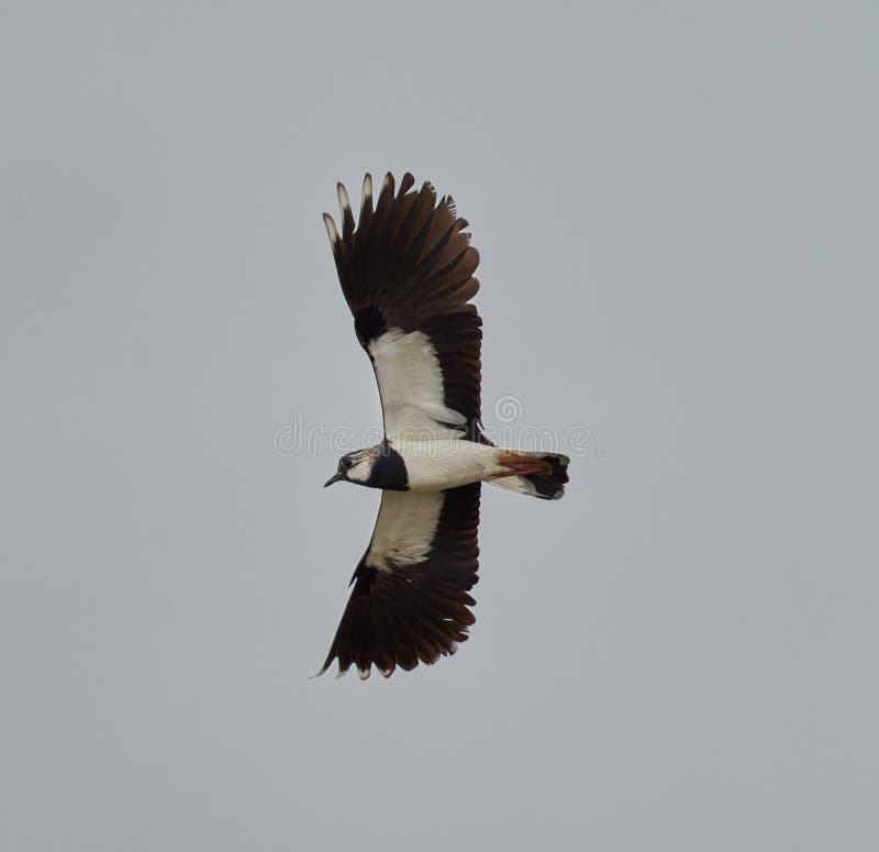 Northern lapwing in flight stock photo. Image of northern - 369262910