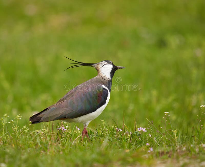 Northern lapwing in grass stock image. Image of vanellus - 278282787