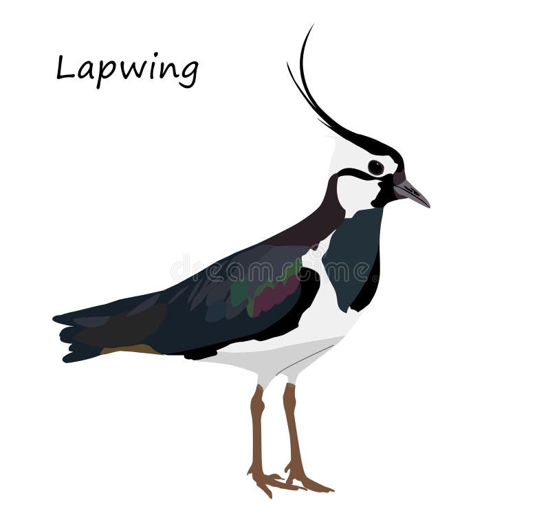 Lapwing Stock Illustrations – 245 Lapwing Stock Illustrations, Vectors ...