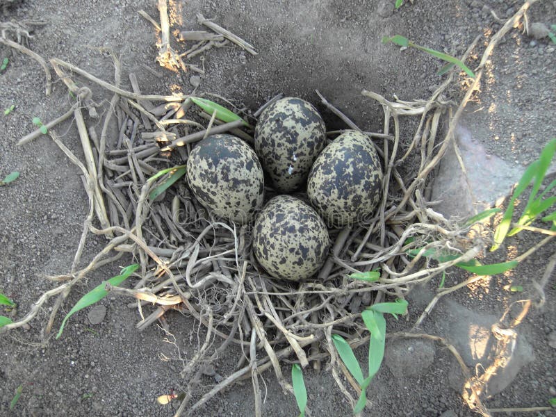 Northern Lapwing Nest and Eggs Stock Photo - Image of nest, wildlife ...