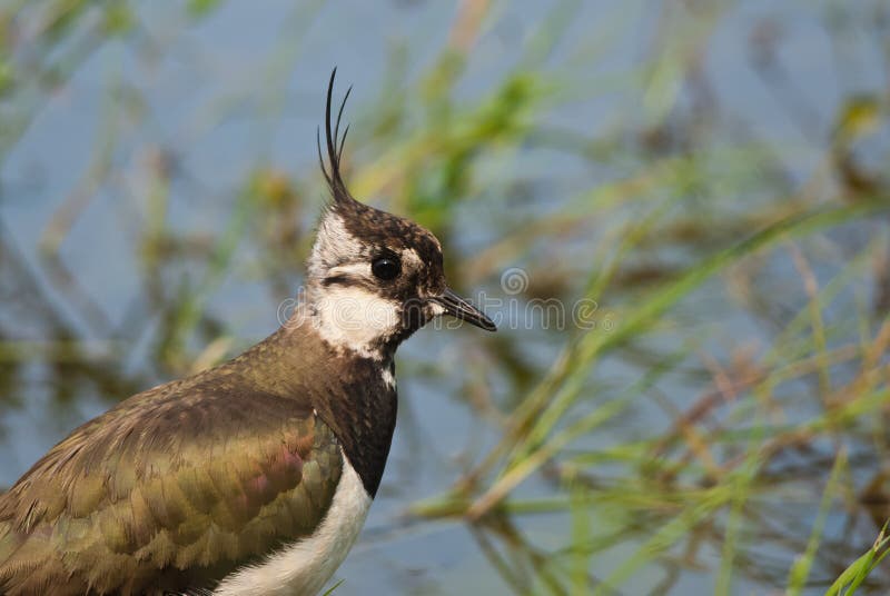 Green Plover stock photo. Image of spring, eyeing, close - 35063208