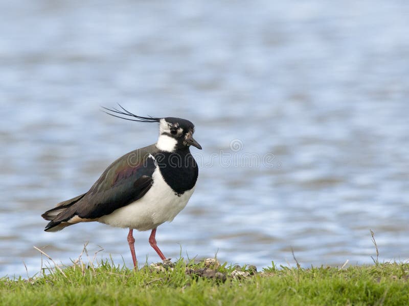 White-crowned Lapwing ( Plover ) Stock Image - Image of spurs, wattled ...