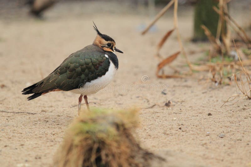 Northern lapwing stock photo. Image of northern, lapwing - 14109008