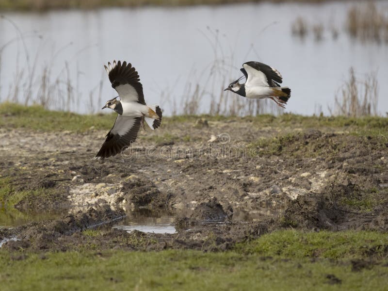 Northern Lapwing, Vanellus Vanellus Stock Image - Image of northern ...