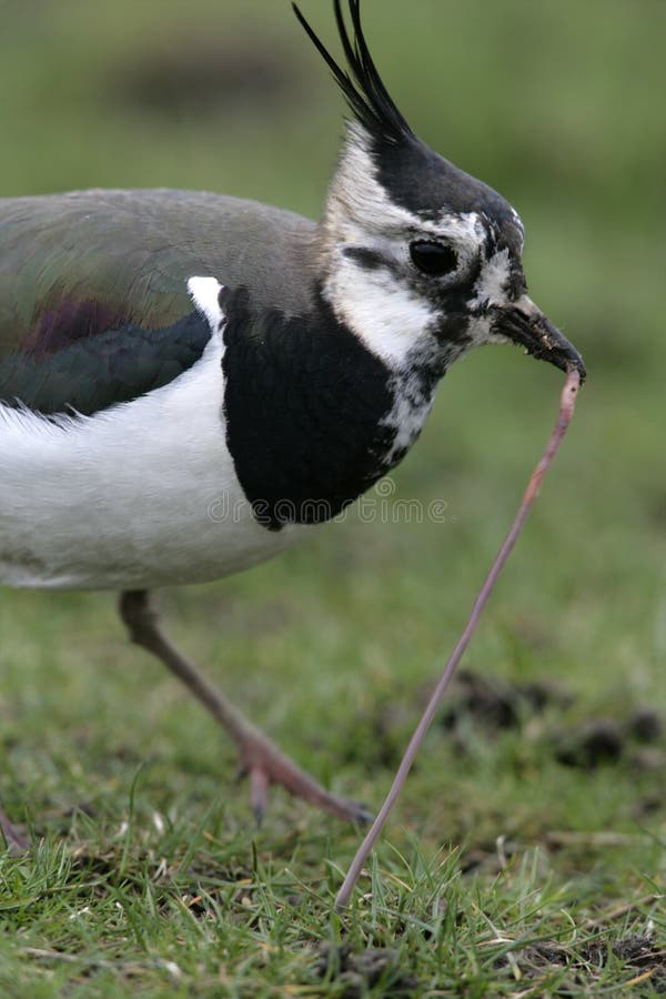 Northern Lapwing, Vanellus Vanellus Stock Image - Image of field ...