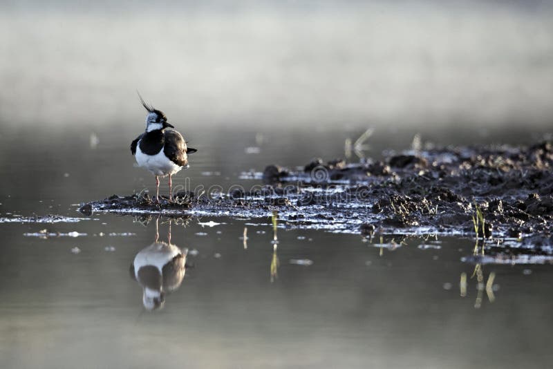 Northern Lapwing, Vanellus Vanellus Stock Photo - Image of wildlife ...