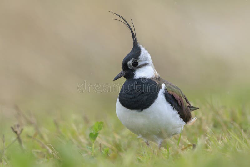 Northern Lapwing, Vanellus Vanellus, Wading Bird in a Meadow Stock ...