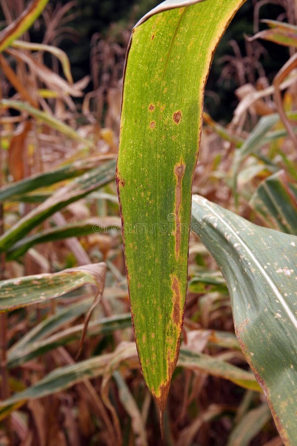 Corn Leaf Blight Disease From Fungi Stock Image - Image of foliar ...