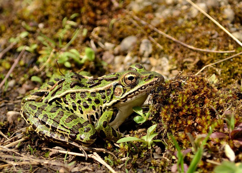 Northern Leopard Frog stock image. Image of zoology, natural - 24613869
