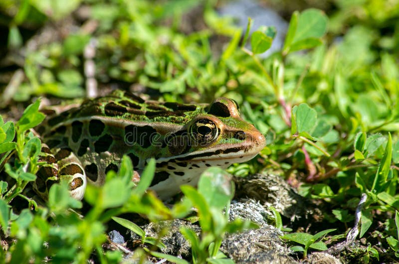 Northern Leopard Frog stock image. Image of land, toad - 56502137