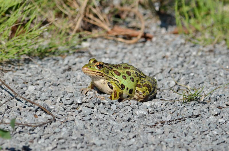Northern Leopard Frog stock image. Image of nature, pipiens - 128881545