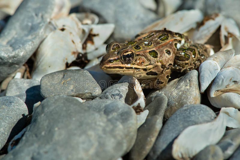 Northern Leopard Frog - Lithobates Pipiens Stock Photo - Image of ...