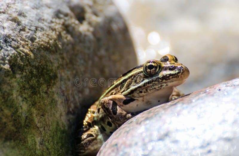 Northern Leopard Frog on Rock Stock Photo - Image of black, northern ...