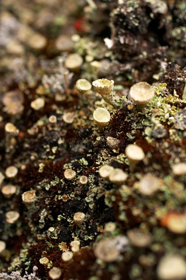 Northern Lichen Picture. Image: 1201374