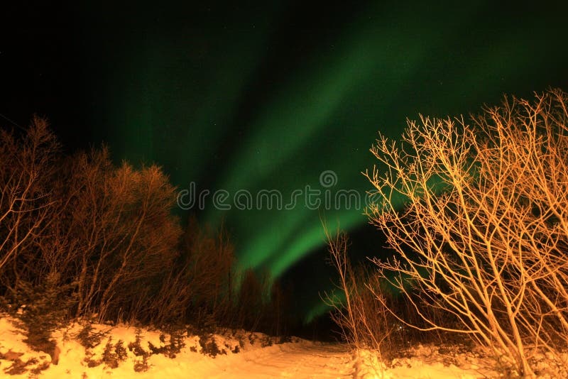 Northern Light Above Lofoten S Forest Stock Image - Image of atmosphere ...