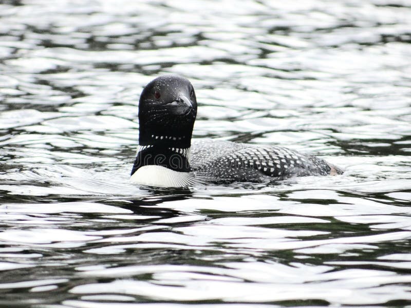 Northern Loon Common Loon Lake New England Stock Photo - Image of lake ...