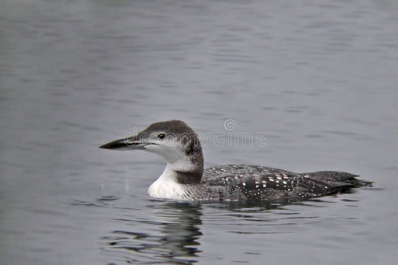 Common Loon Adult Winter Plumage Stock Photos - Free & Royalty-Free ...