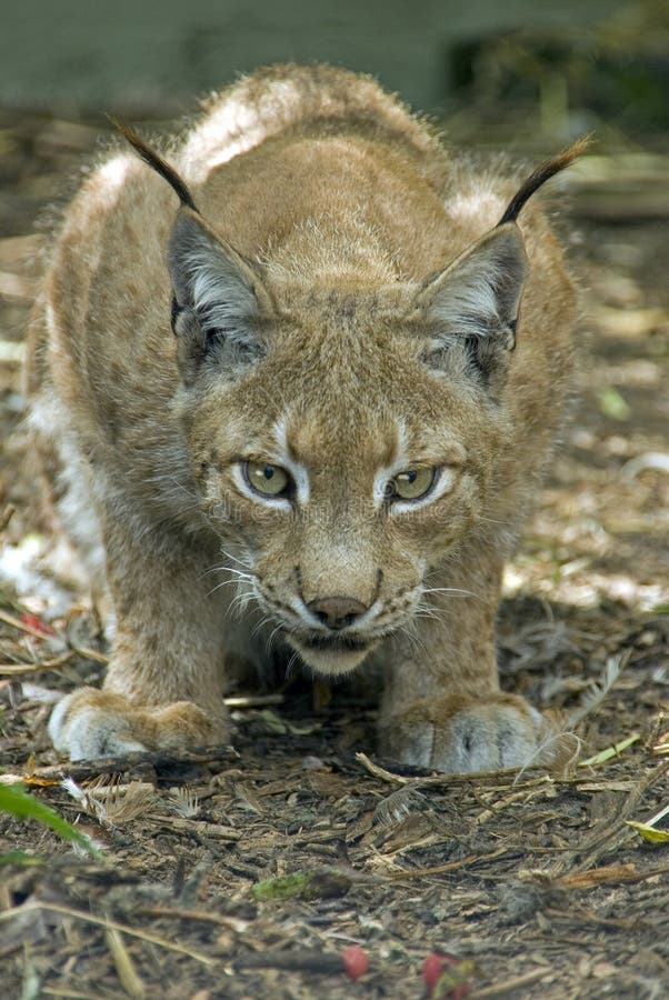 Northern Lynx stock photo. Image of puss, animals, americas - 10231434