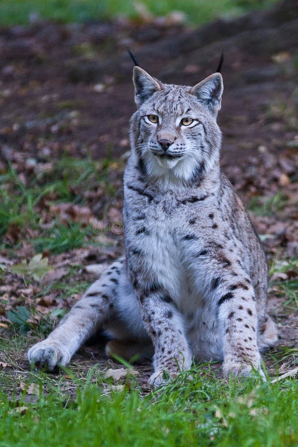 Northern Lynx stock photo. Image of hunt, hunter, wilderness - 26453584