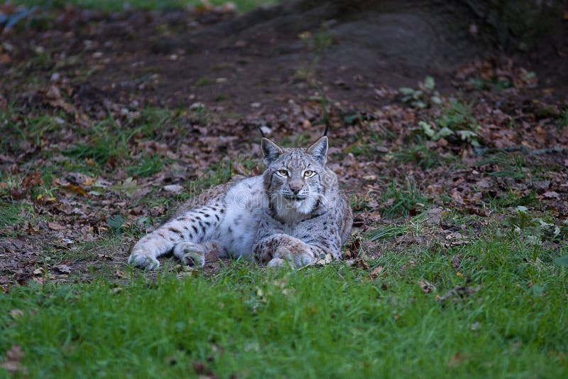Northern Lynx stock image. Image of meadow, hunt, mountains - 26546169