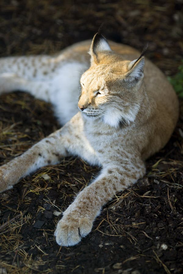 Northern lynx luxuriates stock photo. Image of branches - 35361476
