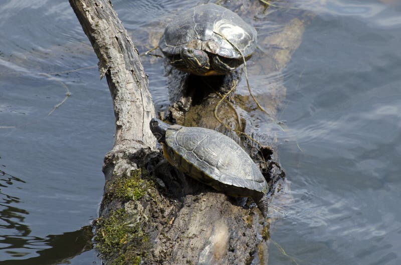 Northern Map Turtle and Midland Painted Turtles Basking on a Log Stock ...