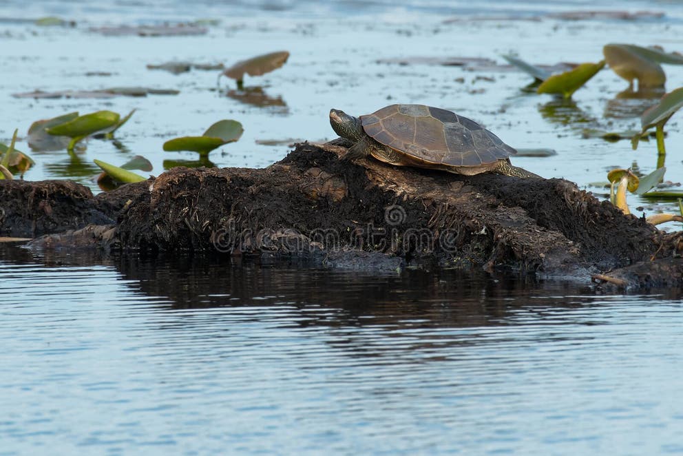 Northern Map Turtle - Graptemys Geographica Stock Image - Image of ...