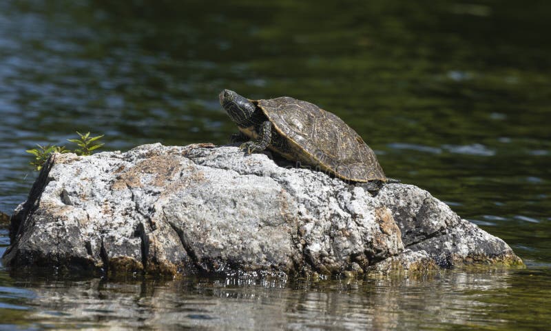 Northern Map Turtle and Midland Painted Turtles Basking on a Log Stock ...