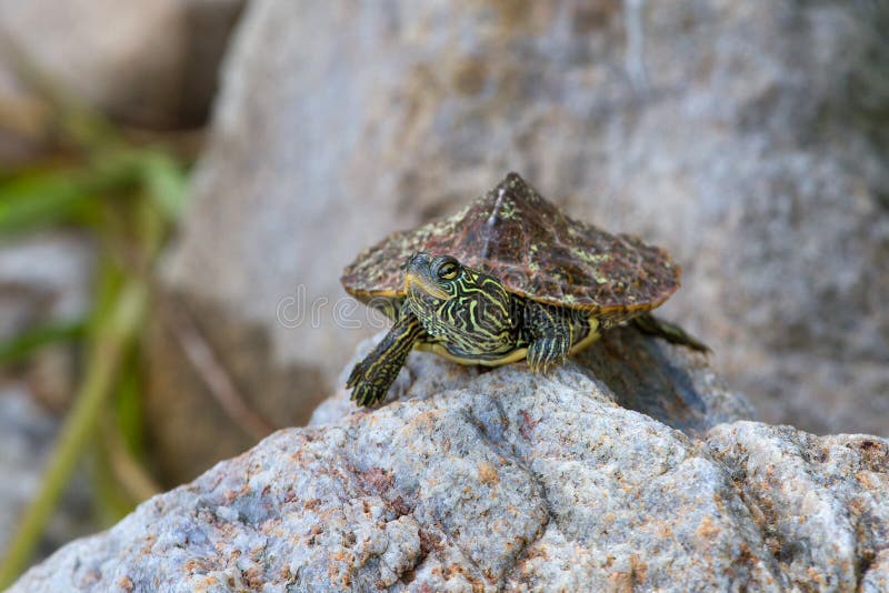 Northern Map turtle stock image. Image of shell, pond - 83158259