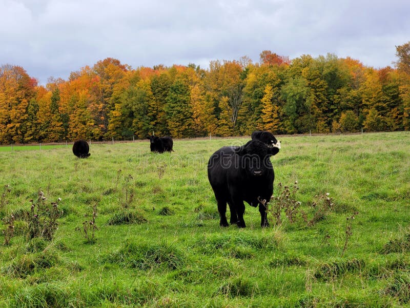 Northern Michigan Fall Season Stock Photo - Image of fall, northern ...