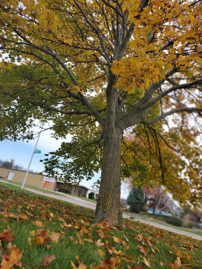 Northern Michigan Maple Tree Stock Photo - Image of maple, autumn ...