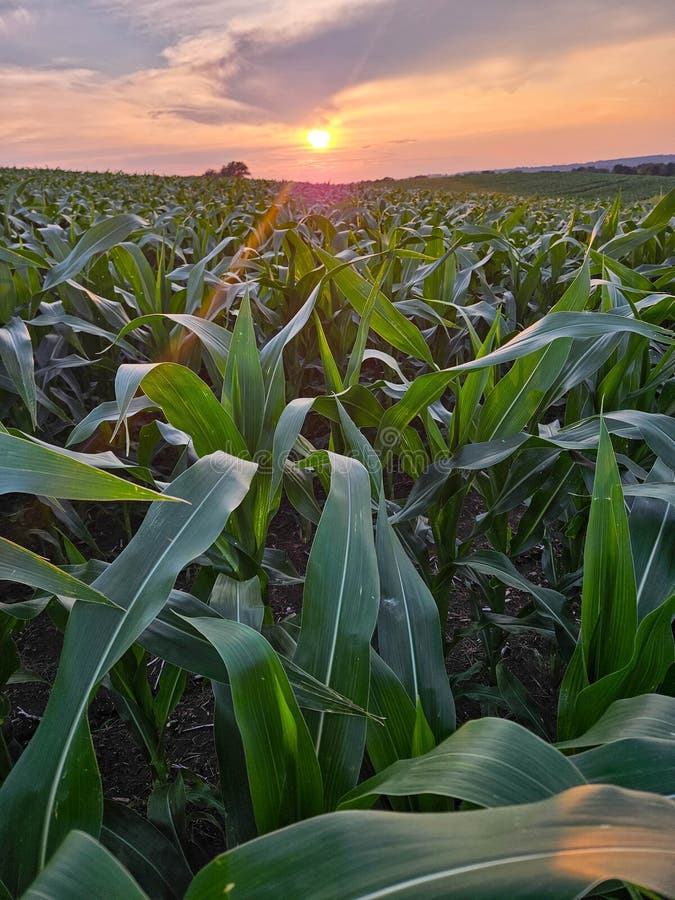 Setting Sun Over Growing Corn Stock Photo - Image of green, leaf: 334407144