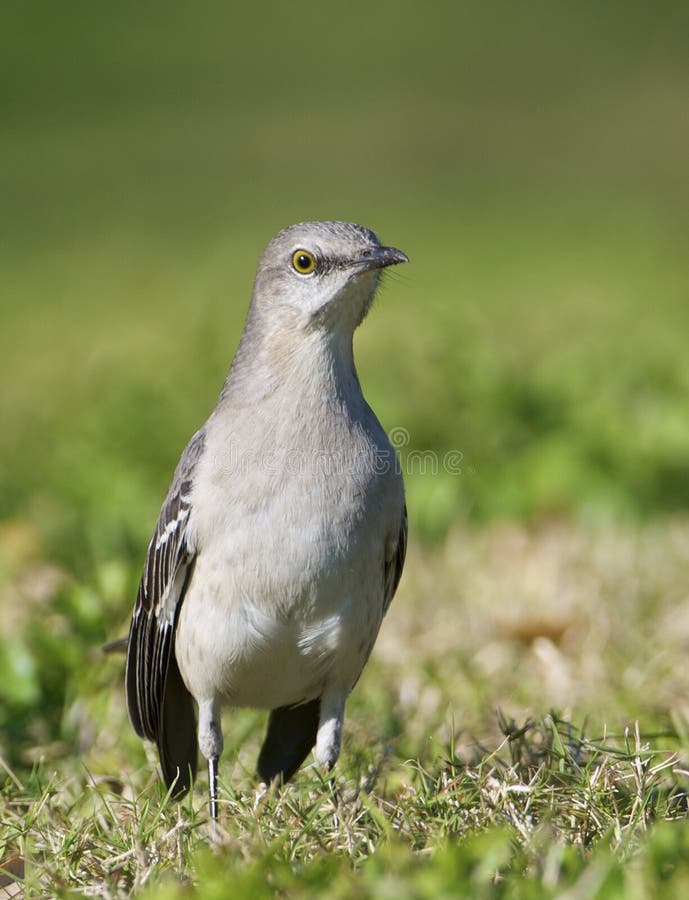 Northern Mockingbird stock image. Image of undomesticated - 17689257