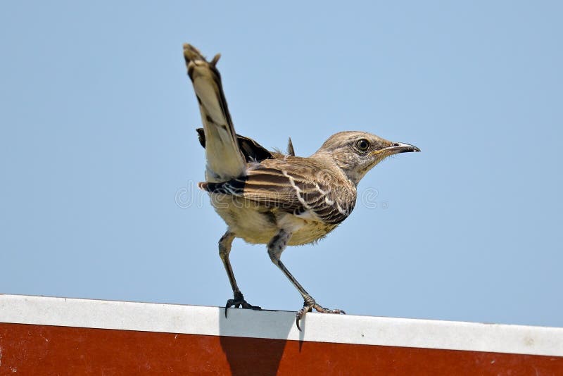 Northern Mockingbird stock photo. Image of avian, feathers - 22753186