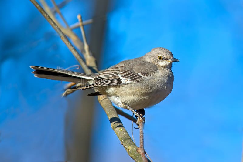 Northern Mockingbird stock image. Image of feathers, song - 23030791